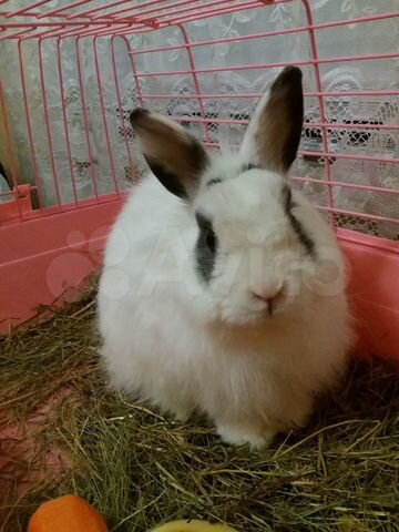 Отдам в добрые руки