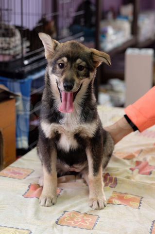 Щеночек Анфиса в добрые руки