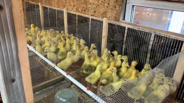 Гусята недельные