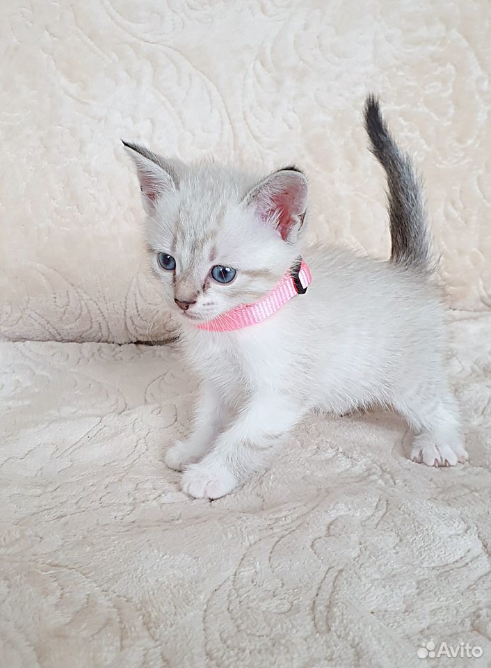 Тайские котята