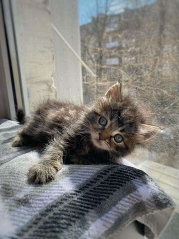 Кошечка Шанель