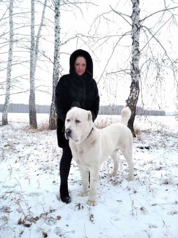 Кобель сао для вязки