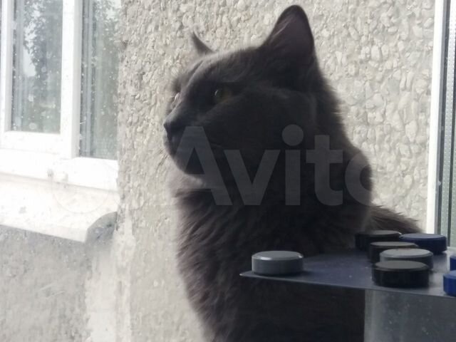 Отдам в добрые руки котика нибелунга