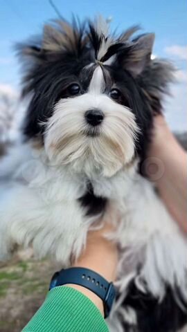 Бивер мальчишка