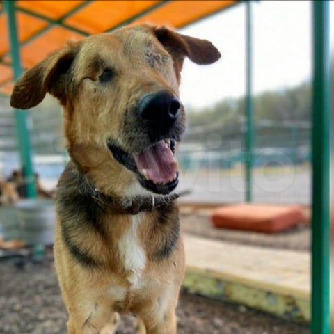 Слепой пёс Макс, 6 лет