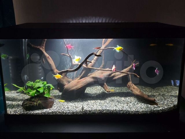 Аквариум с рыбками