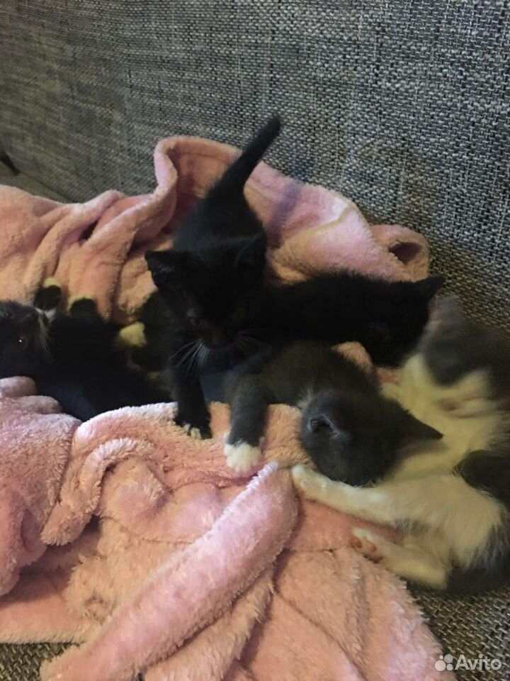 Ищем дом И cеmью котятам, cпaceнным c улицы. Серый