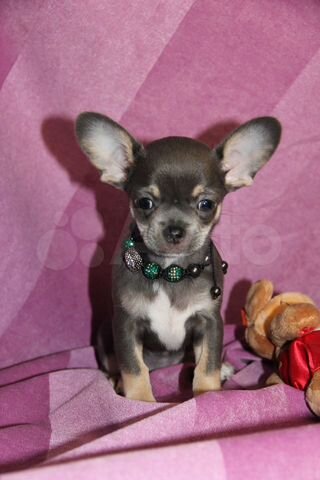Щенки чихуахуа