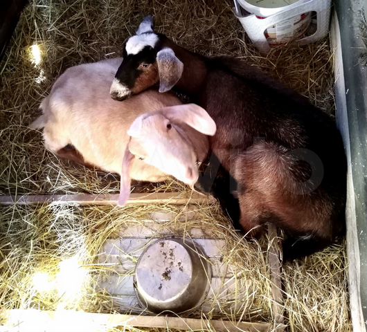 Нубийские козы