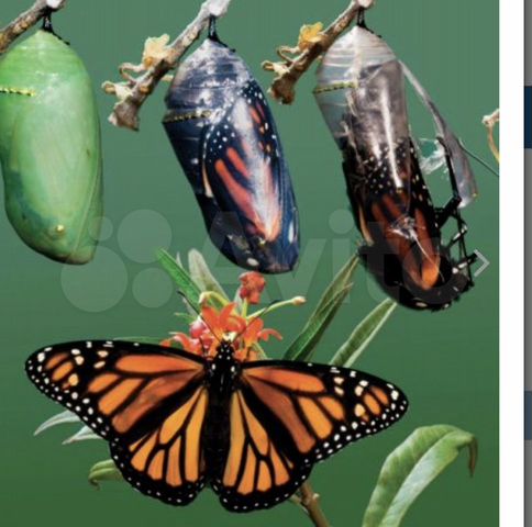 Живые бабочки