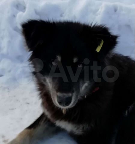 Собака Каштанка