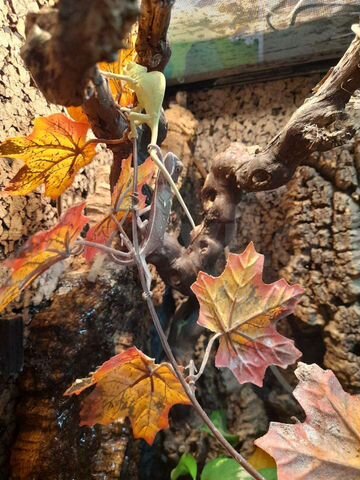 Хамелеон йменский