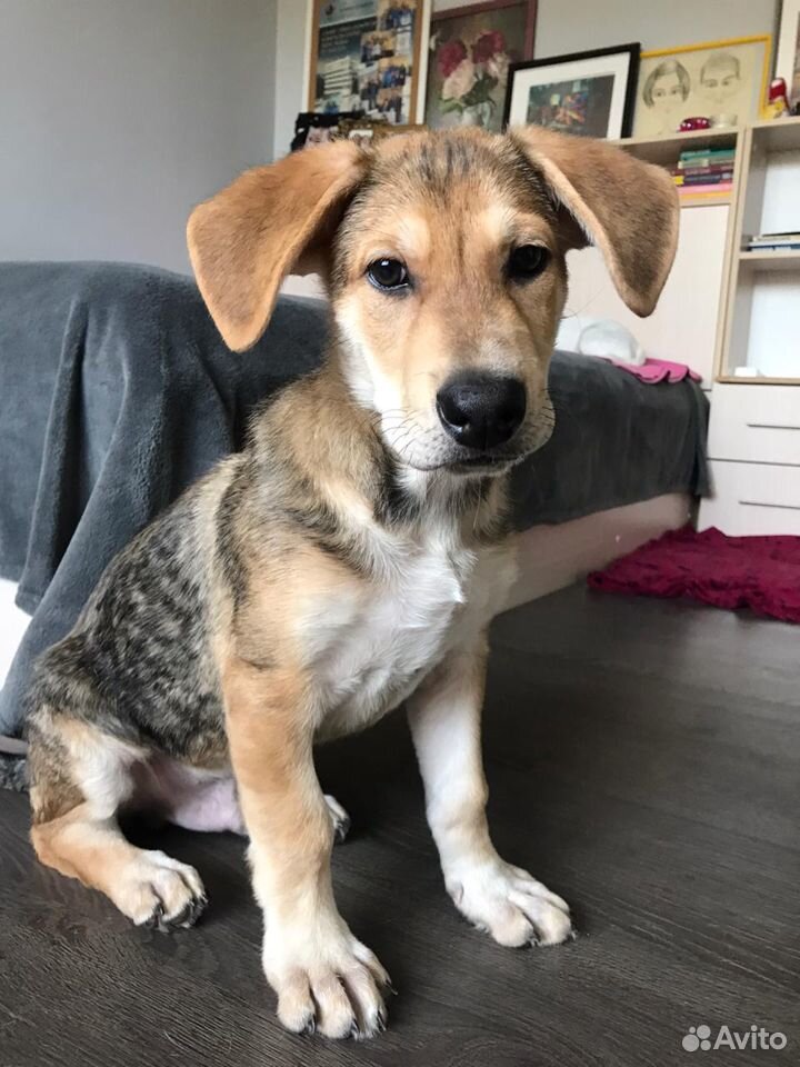 Ушастый щенок ищет дом