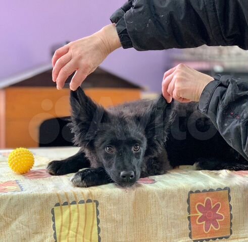 Щеночек Мишелька в добрые руки