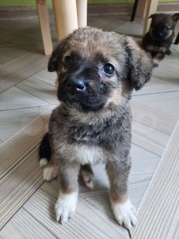 Щеночек, 1,5 мес