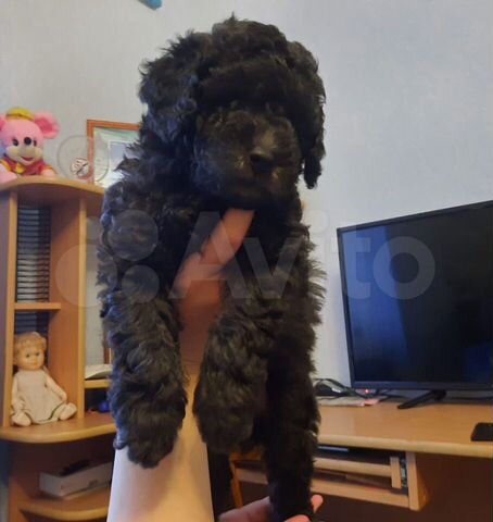 Щенки той-пуделя