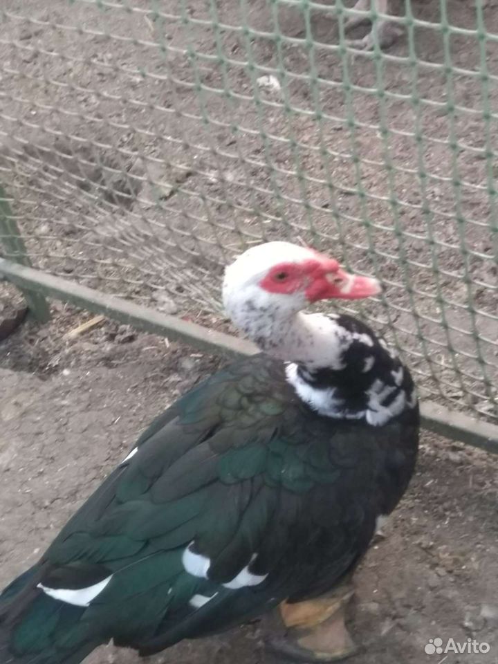 Мускусные утки