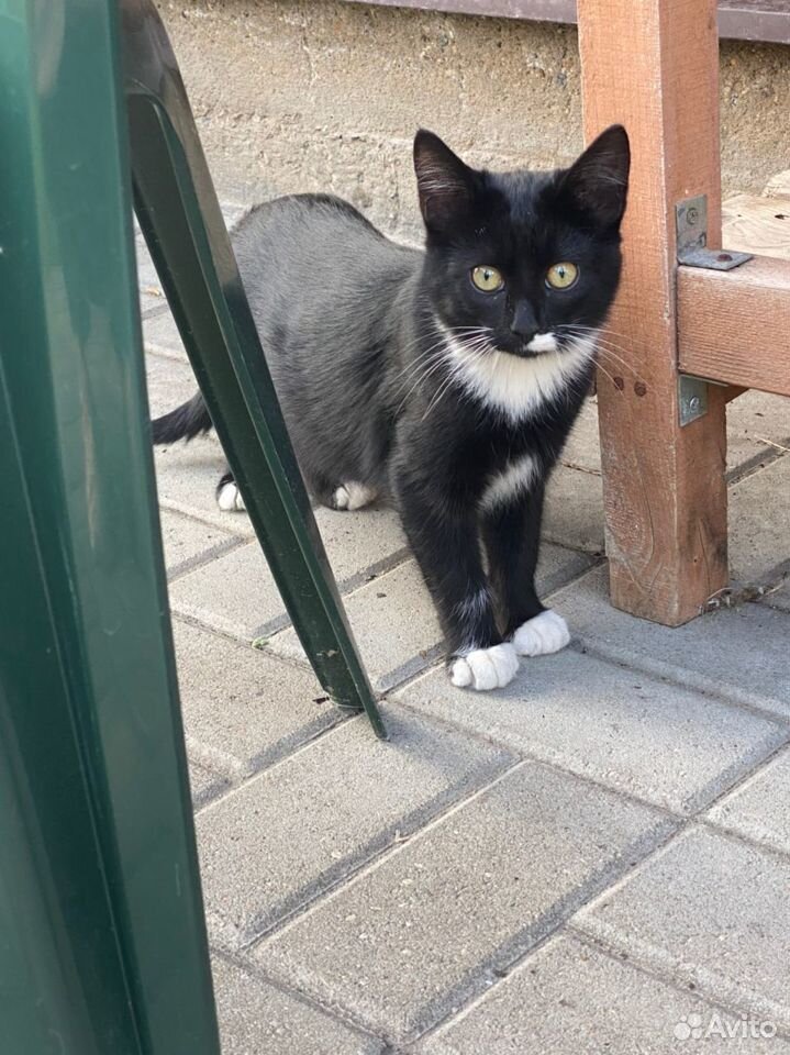 Котенок черныш ищет себе дом