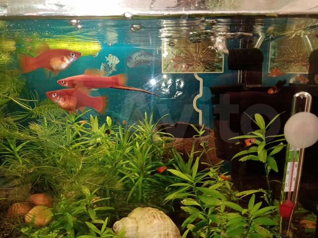 Продам меченосцев и водоросли