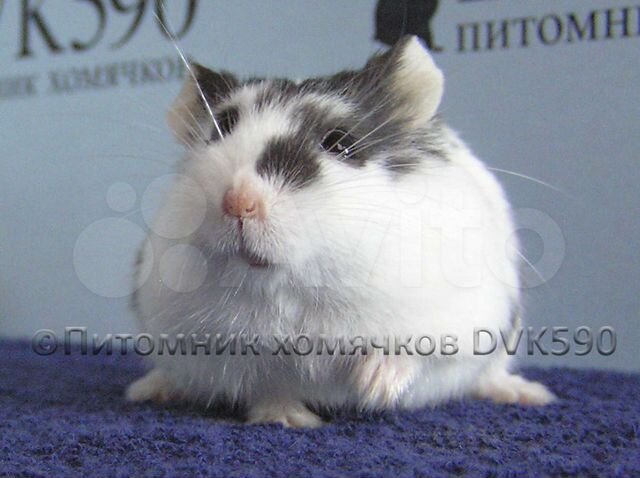 Хомячок Кэмпбелла из питомника