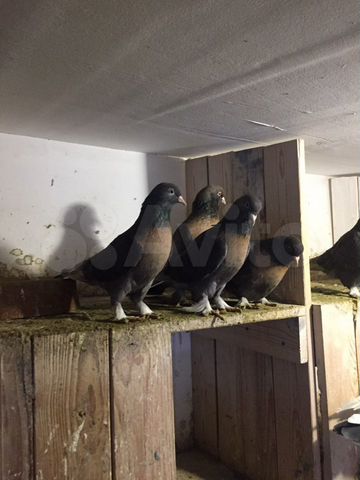 Голуби турецкие Такла