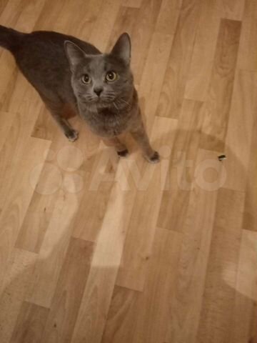 Бесплатно Ищем кошеку
