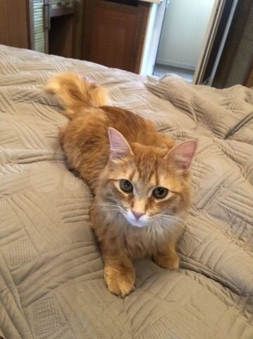 Отдам котика 10 мес