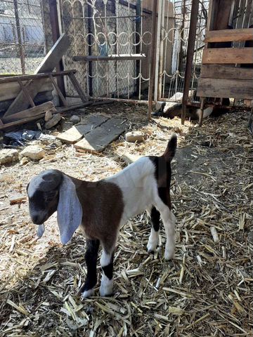 Продаются 100 Англонубийские козлята