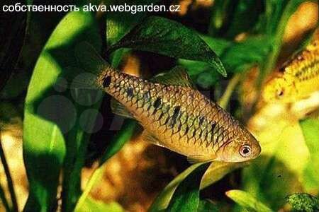 Рыбки барбусы