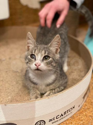 Одноглазый котенок - мальчик ласковый