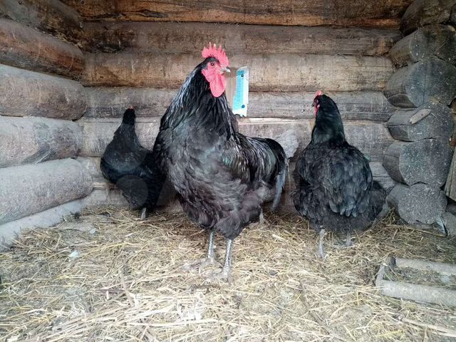 Семья Джерсийских гигантов