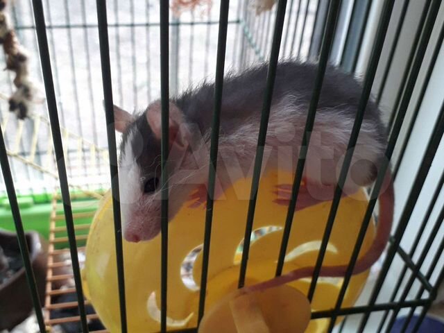 Крысы бесплатно