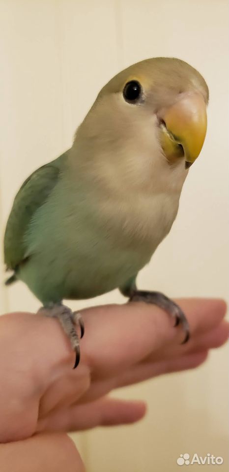 Попугай неразлучник ручной птенчик