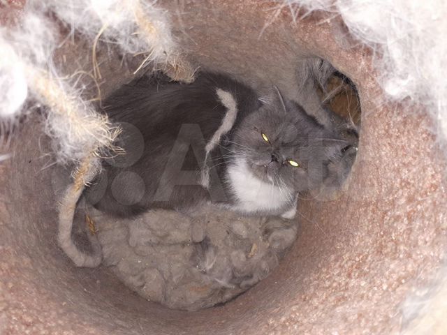 Отдаю персидских породистых кошек в добрые руки