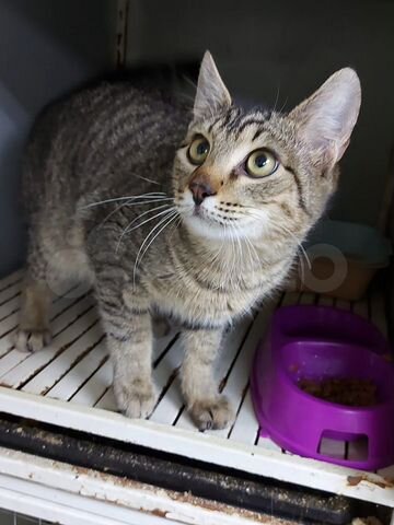 Отличный парень Яша из приюта