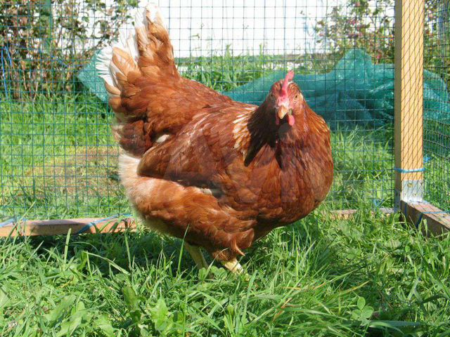 Яйцо на инкубацию