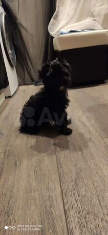 Йоркширский терьер щенки