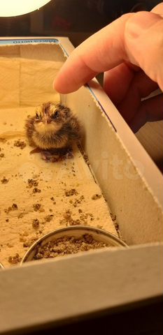 Перепелята селадоны 1 день жизни