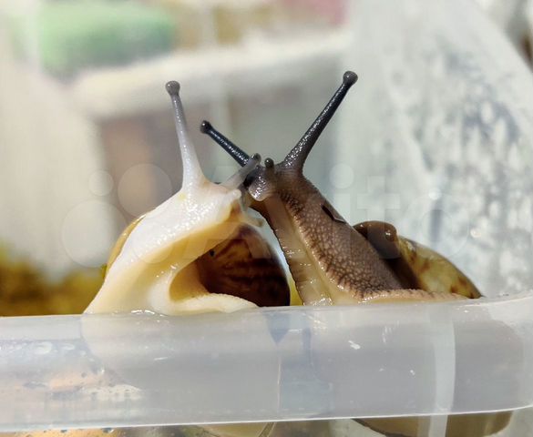 Улитки Архахатины (Archachatina marginata var.ovum