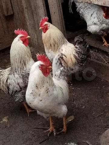 Продам петуха
