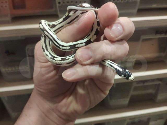 Королевская змея черно-белая