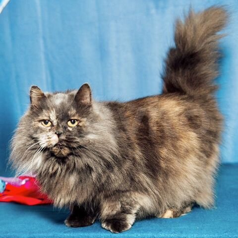 Красивая пушистая кошка в добрые руки