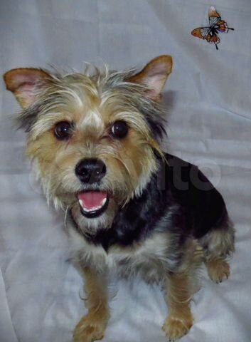 Задорная, веселая подружка для игр Жужа