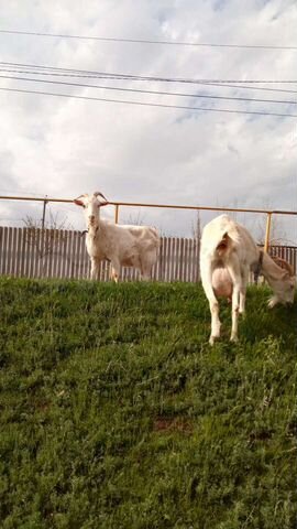 Козы и козлята