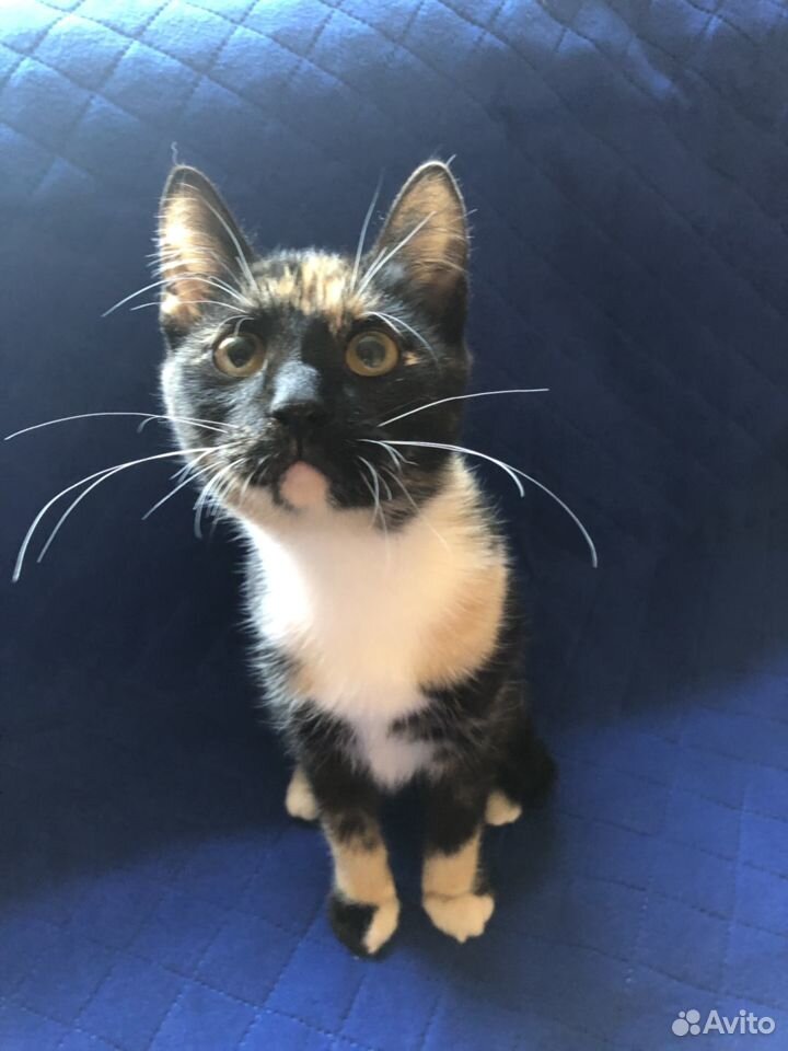 Котёнок девочка в добрые руки