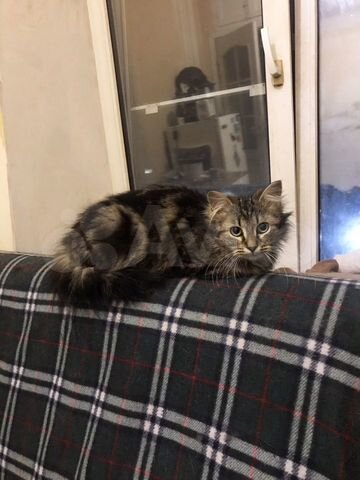 Кошка в добрые руки