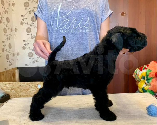 Керри блю терьер