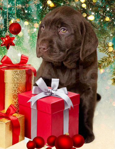 Маленькие сорванцы