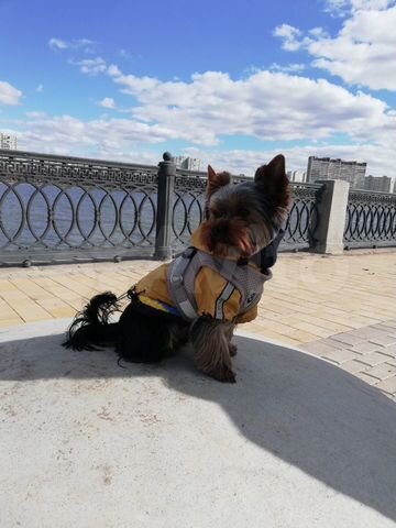 Вязка, Йорк, мальчик, мини, не развязан