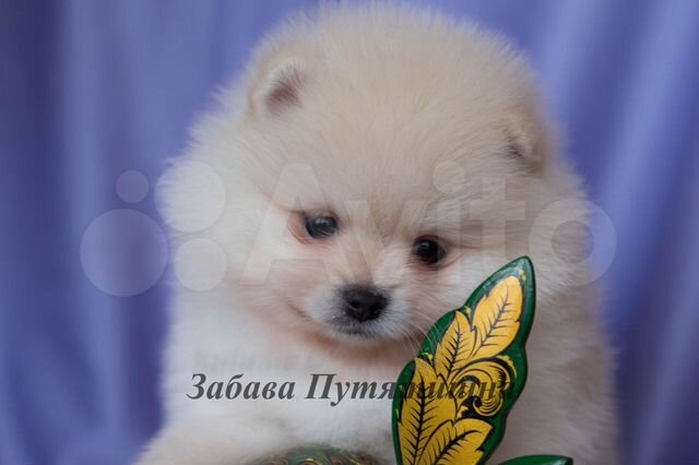 Шпиц мальчик карликовый